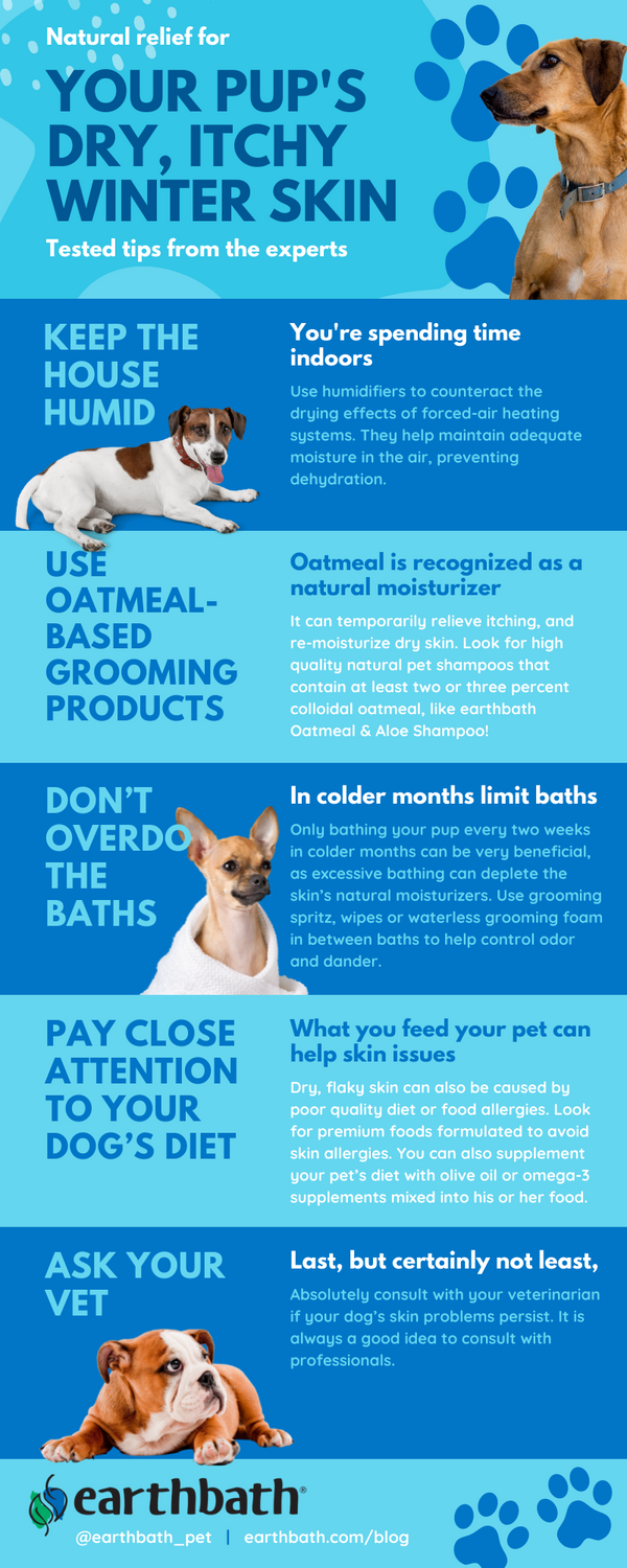 What To Do About Your Dog's Dry, Itchy Skin