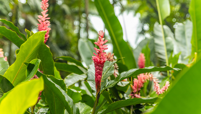 Ingredients Glossary