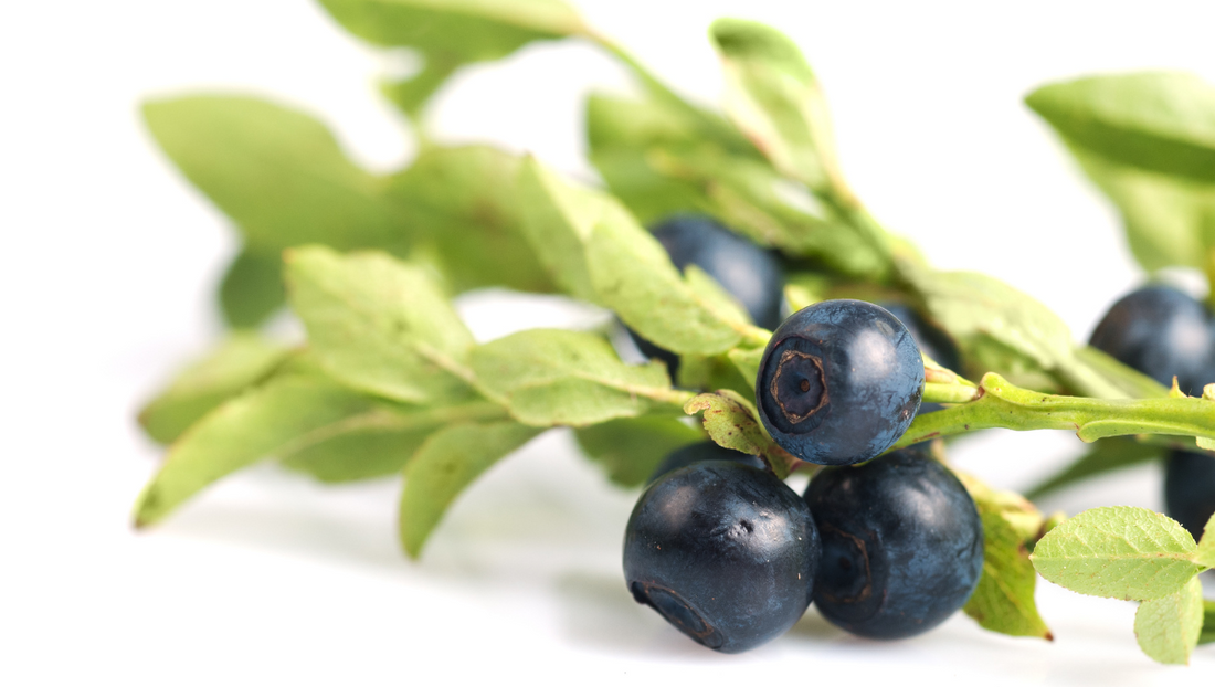 Ingredients Glossary